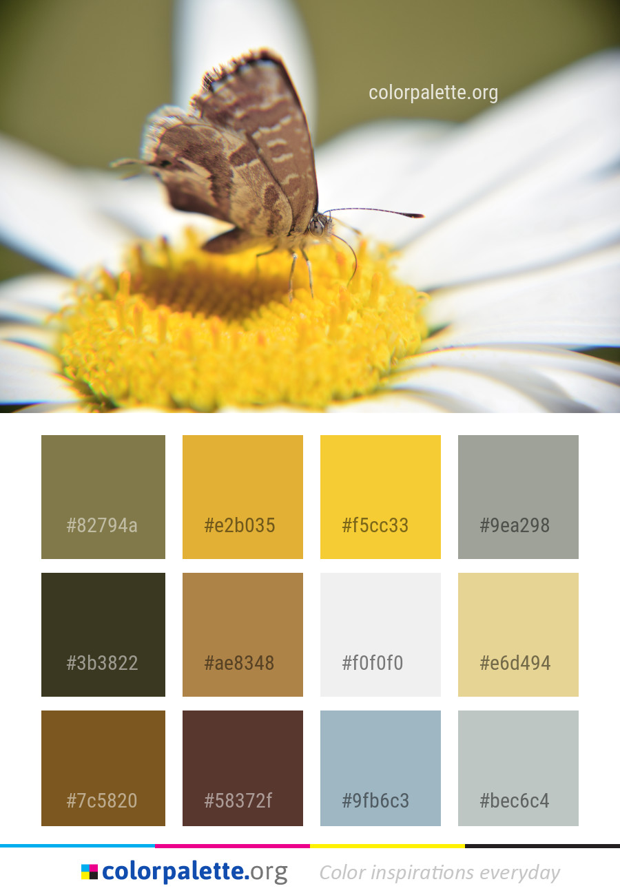 Insect Moths And Butterflies Butterfly Color Palette | colorpalette.org