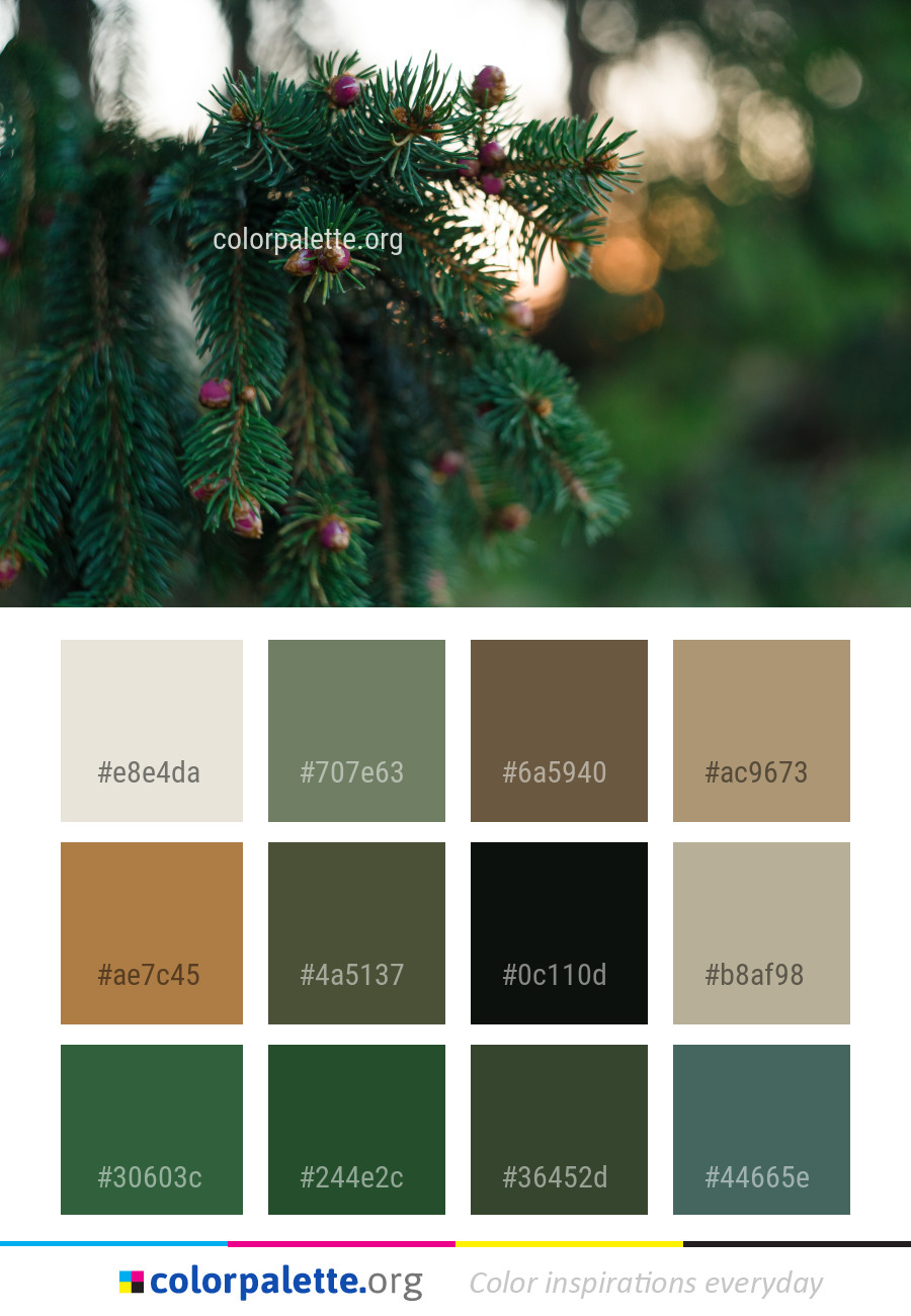 Spruce Tree Pine Family Color Palette | colorpalette.org